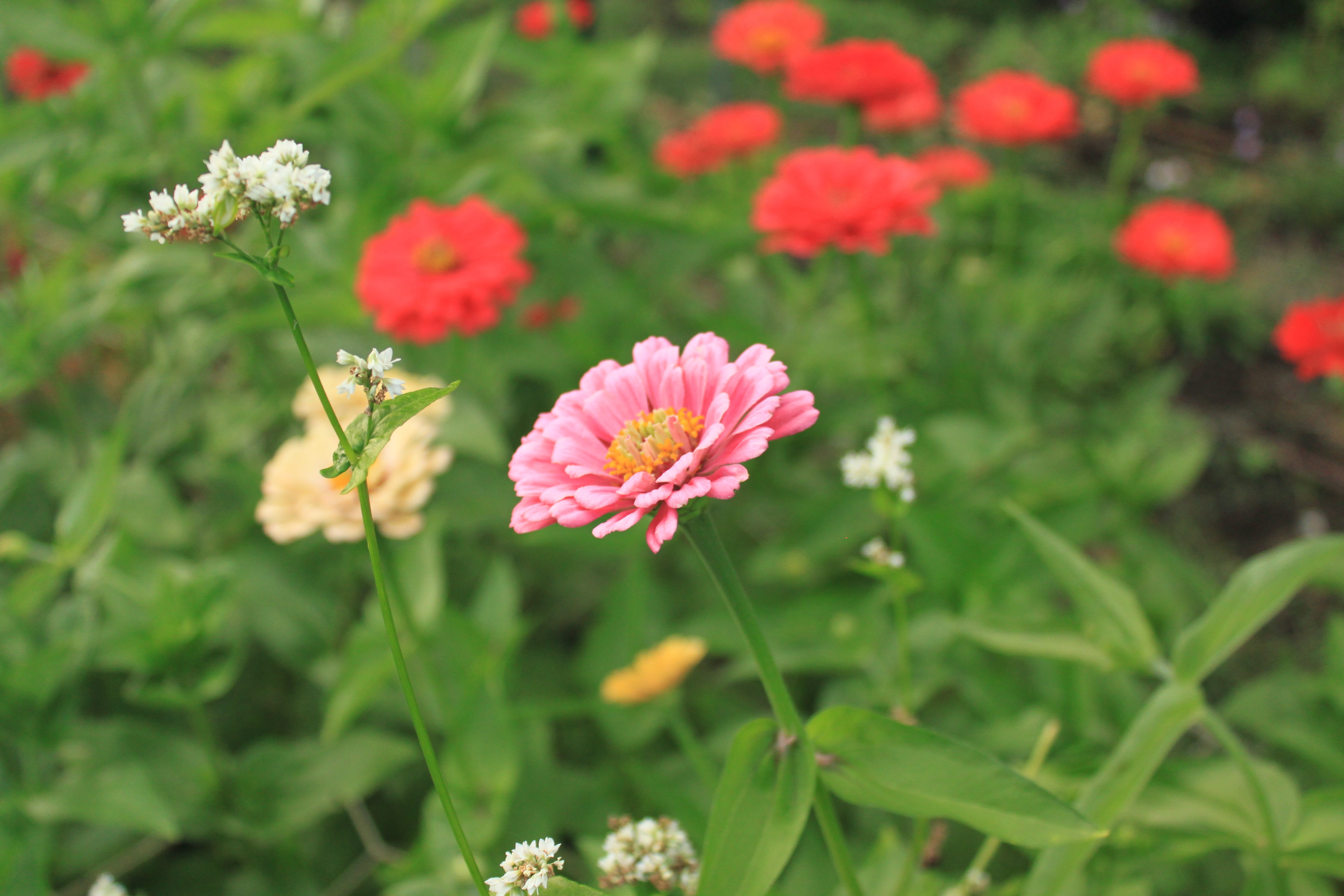 Top 10 Flowers for July Weddings in Massachusetts – Berkin Flowers