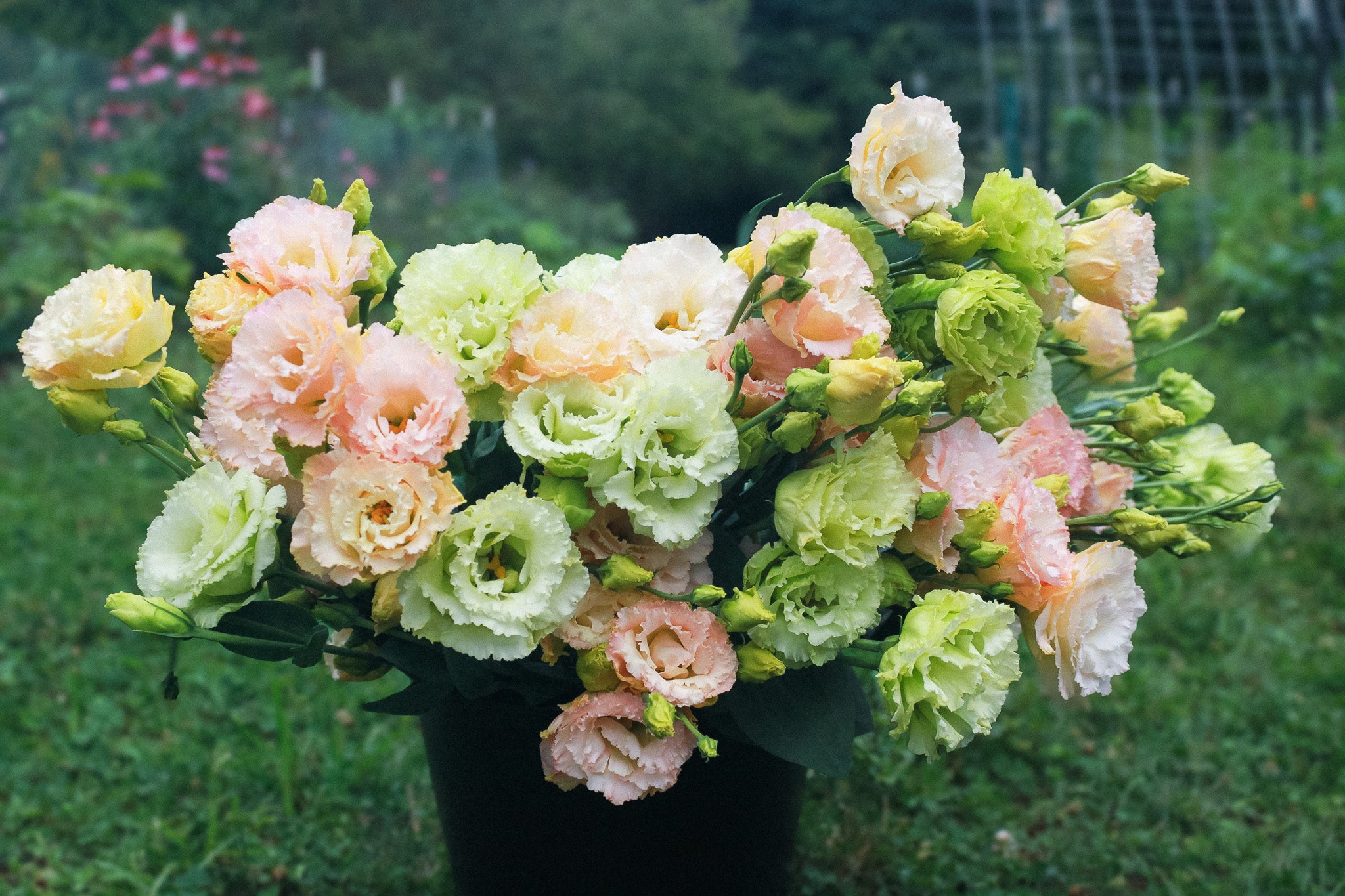 Top 10 Flowers for August Weddings in Massachusetts – Berkin Flowers