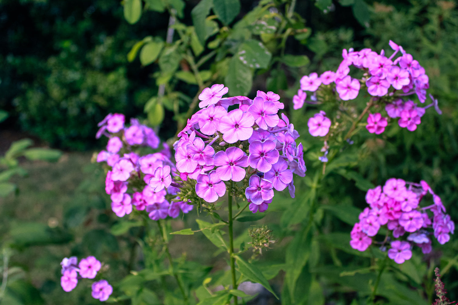 Hingham Floristry for all Occasions – Berkin Flowers